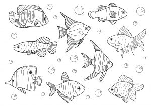 Different Types Of Fish Colouring Page - Colouring Crafts